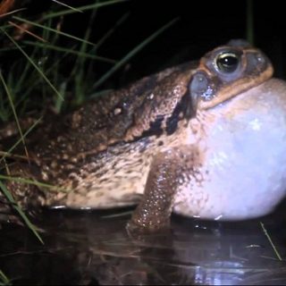 Rococo Toad Facts and Pictures