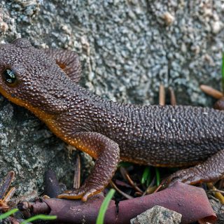 Rough Skinned Newt Facts and Pictures