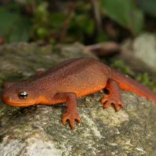 Newts: Facts and List of Types With Pictures - Amphibian Fact