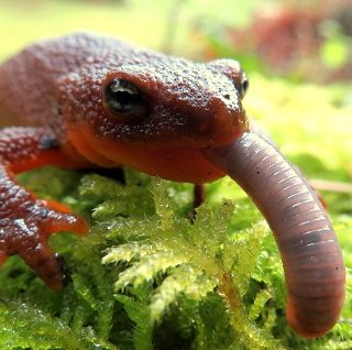 Rough Skinned Newt Facts and Pictures