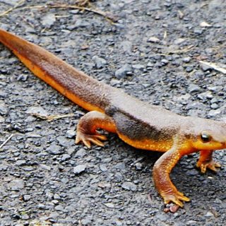 Rough Skinned Newt Facts and Pictures