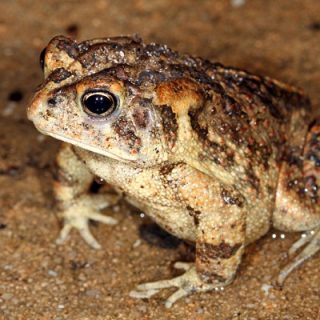 Southern Toad Facts and Pictures