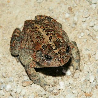 Southern Toad Facts and Pictures
