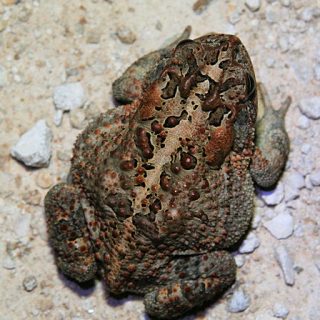 Southern Toad Facts and Pictures