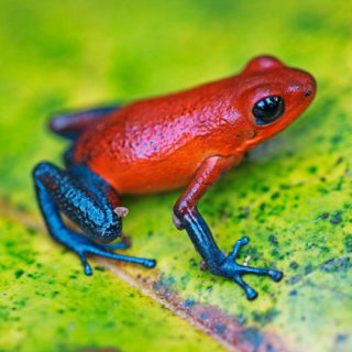 Vampire Frog Facts and Pictures