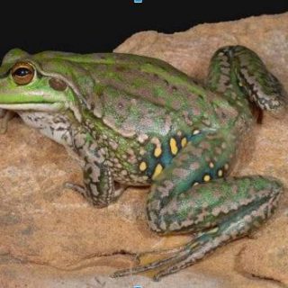 Yellow Spotted Tree Frog Facts and Pictures