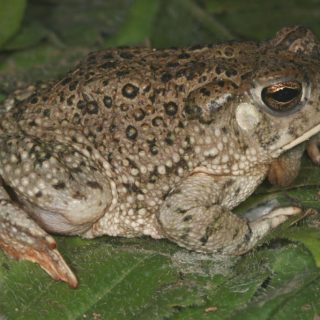 Texas Toad Facts and Pictures