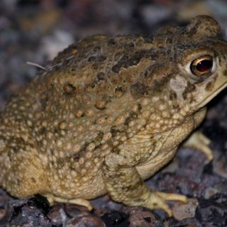 Texas Toad Facts and Pictures
