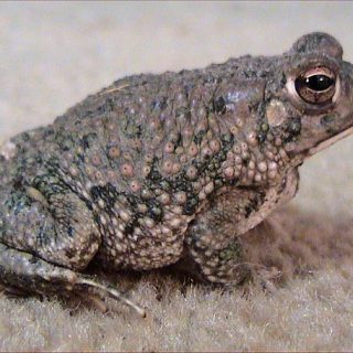 Texas Toad Facts and Pictures