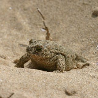 Natterjack Toad Facts and Pictures