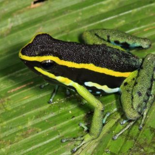 Pinocchio Frog Facts and Pictures