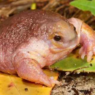 Turtle Frog Facts and Pictures