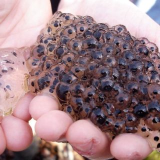 Turtle Frog Facts and Pictures