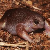 Vietnamese Mossy Frog Facts and Pictures