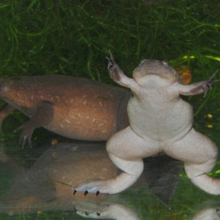 Western Clawed Frog Facts and Pictures