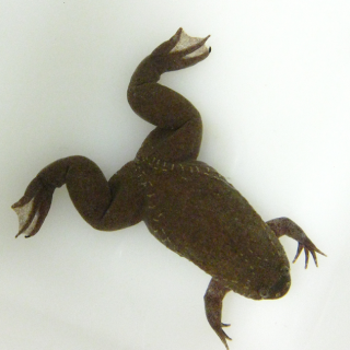 Western Clawed Frog Facts and Pictures