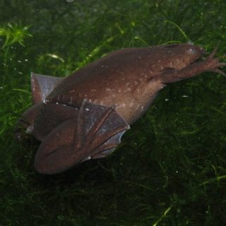 Western Clawed Frog Facts and Pictures
