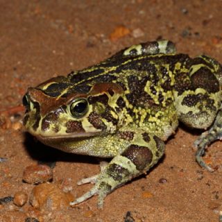 Fowler's Toad Facts and Pictures