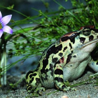 Western Leopard Toad Facts and Pictures
