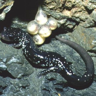 Lesser Siren Facts and Pictures