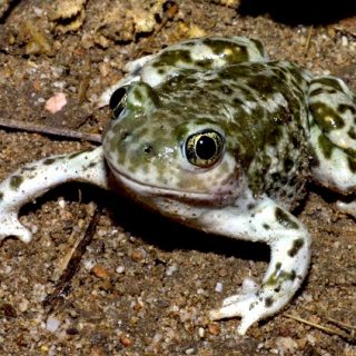 Colorado River Toad Facts and Pictures