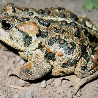 Western Toad Facts and Pictures