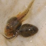 Western Toad Facts and Pictures