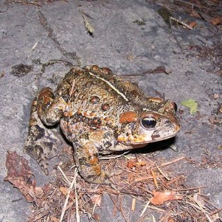 Western Toad Facts and Pictures