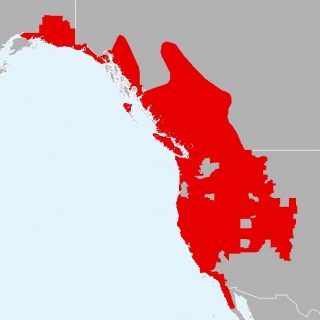 Western Toad Facts and Pictures