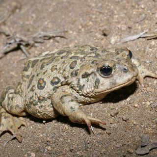 Western Toad Facts and Pictures