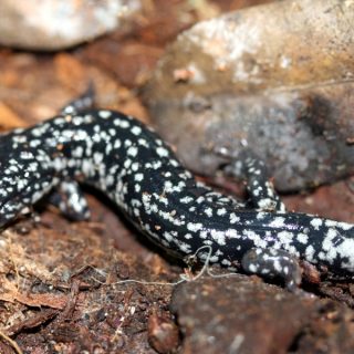 White-Spotted Salamander Facts and Pictures