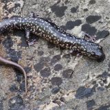 Lesser Siren Facts and Pictures