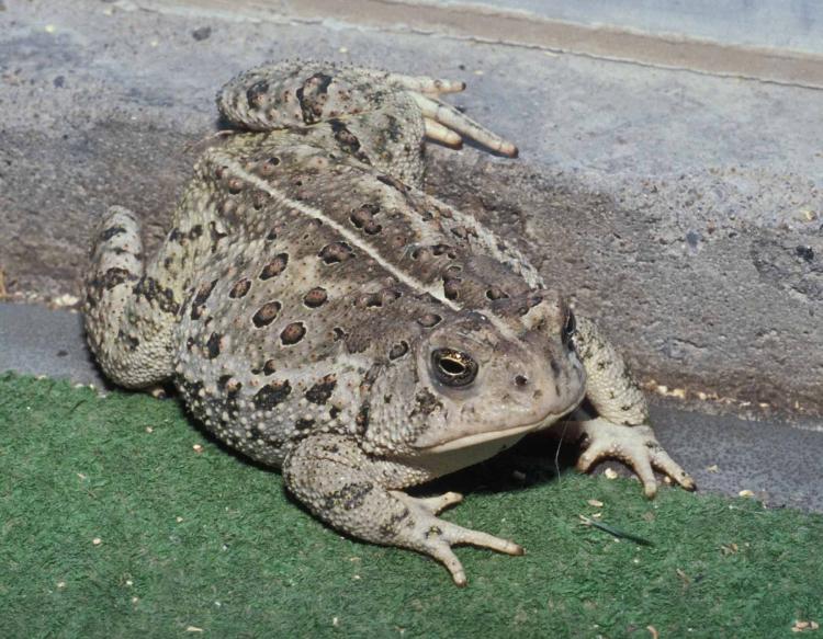 Woodhouse’s Toad Facts and Pictures