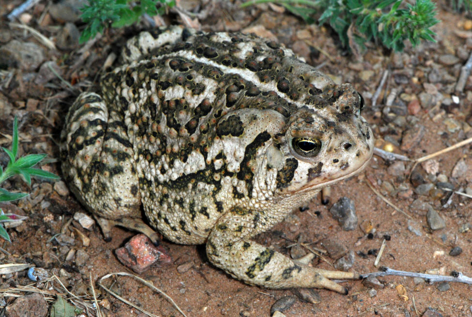 Woodhouse’s Toad Facts and Pictures
