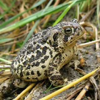 Pebble Toad Facts and Pictures