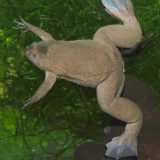 Desert Rain Frog Facts and Pictures