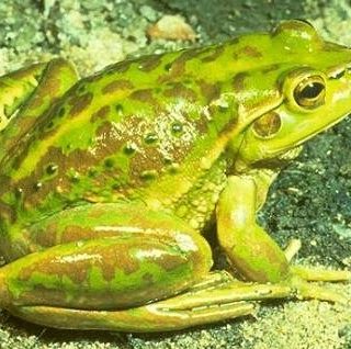 Yellow Spotted Tree Frog Facts and Pictures