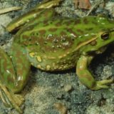 Vampire Frog Facts and Pictures