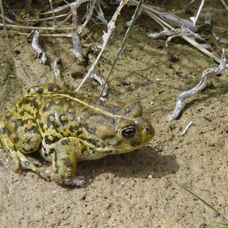 Toads: Facts and List of Types With Pictures - Amphibian Fact