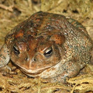 American Toad Facts and Pictures