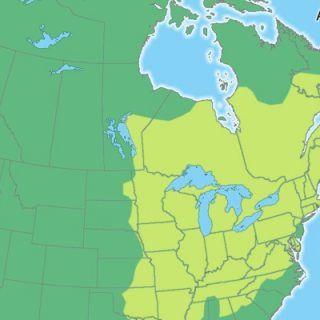 American Toad Facts and Pictures