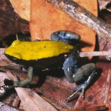 Vampire Frog Facts and Pictures