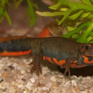 Blue Tailed Fire Belly Newt Facts and Pictures