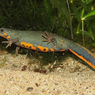 Newts: Facts and List of Types With Pictures - Amphibian Fact