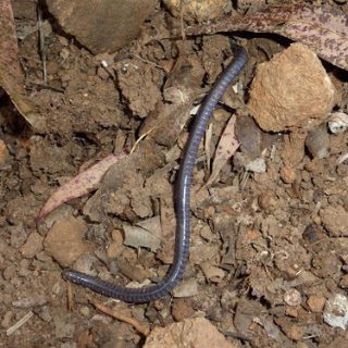 Caecilians: Facts and List of Different Types and Kinds with Pictures