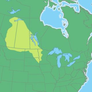 Canadian Toad Facts and Pictures