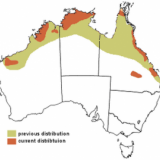 Cane Toad Facts and Pictures