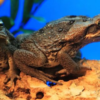 Cane Toad Facts and Pictures