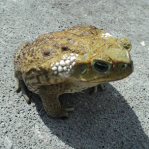 Cane Toad Facts and Pictures