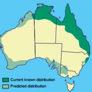 Cane Toad Facts and Pictures